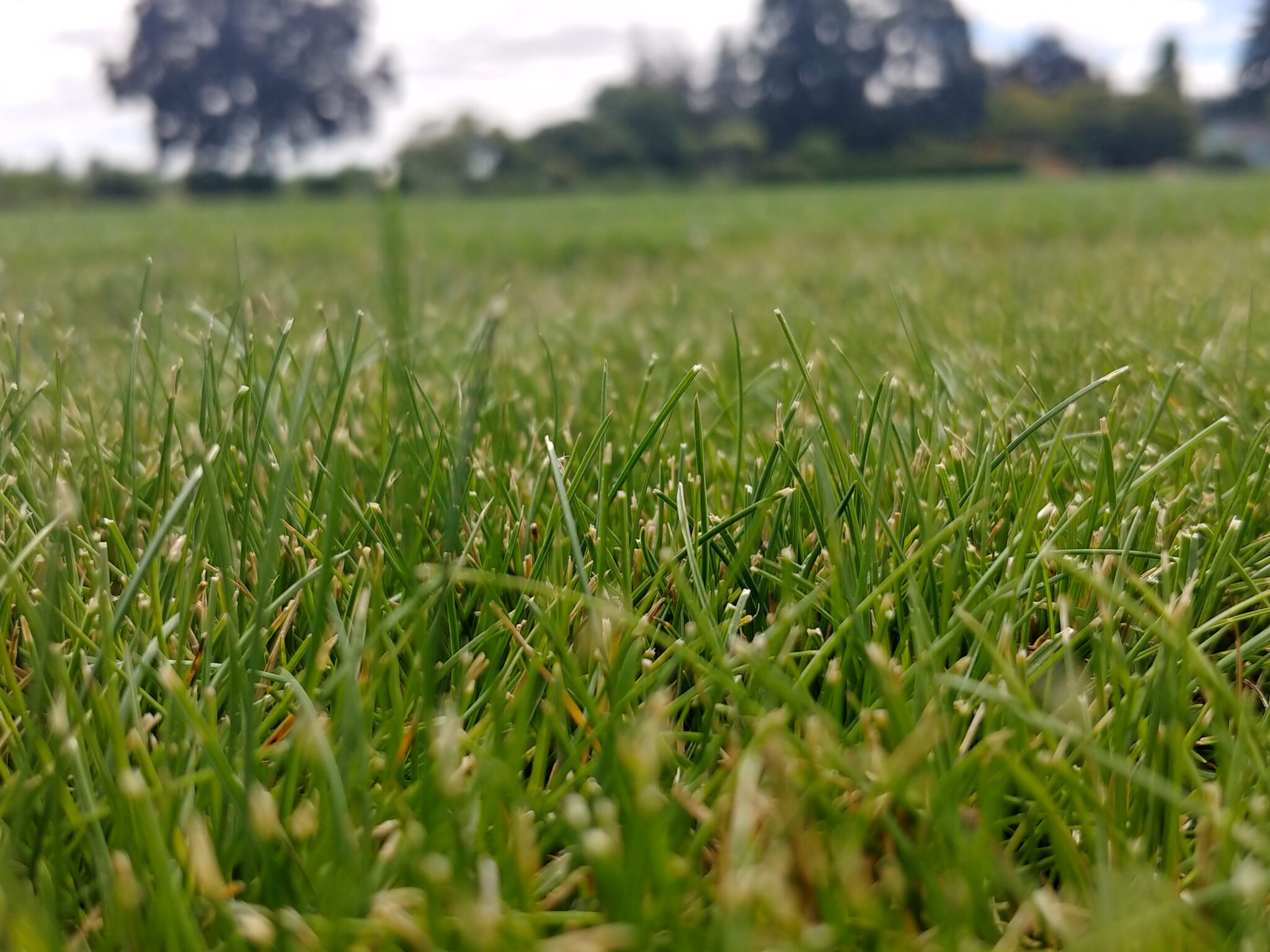 Fine Fescue – Follow the Water