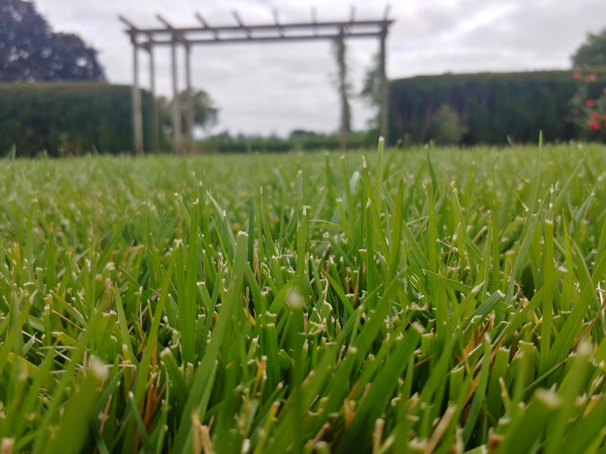 Turf Type Tall Fescue – Follow the Water