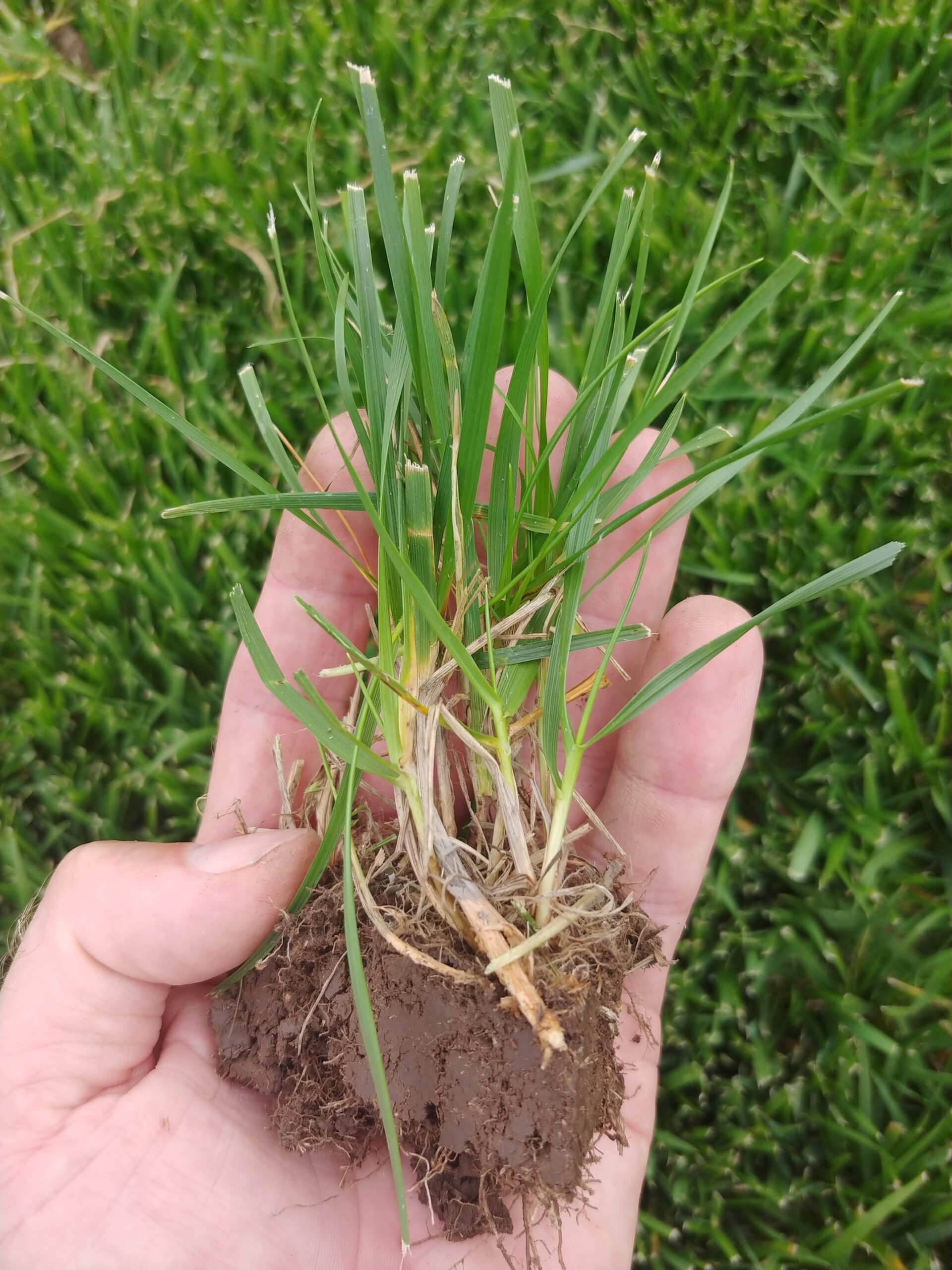 Turf Type Tall Fescue – Follow the Water